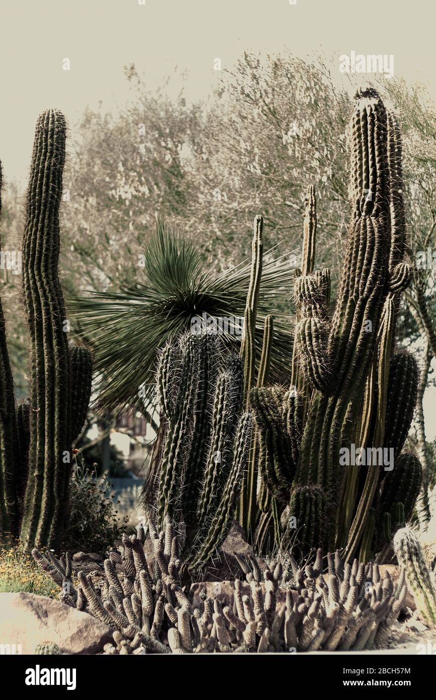 Cacti desert hi-res stock photography and images - Alamy