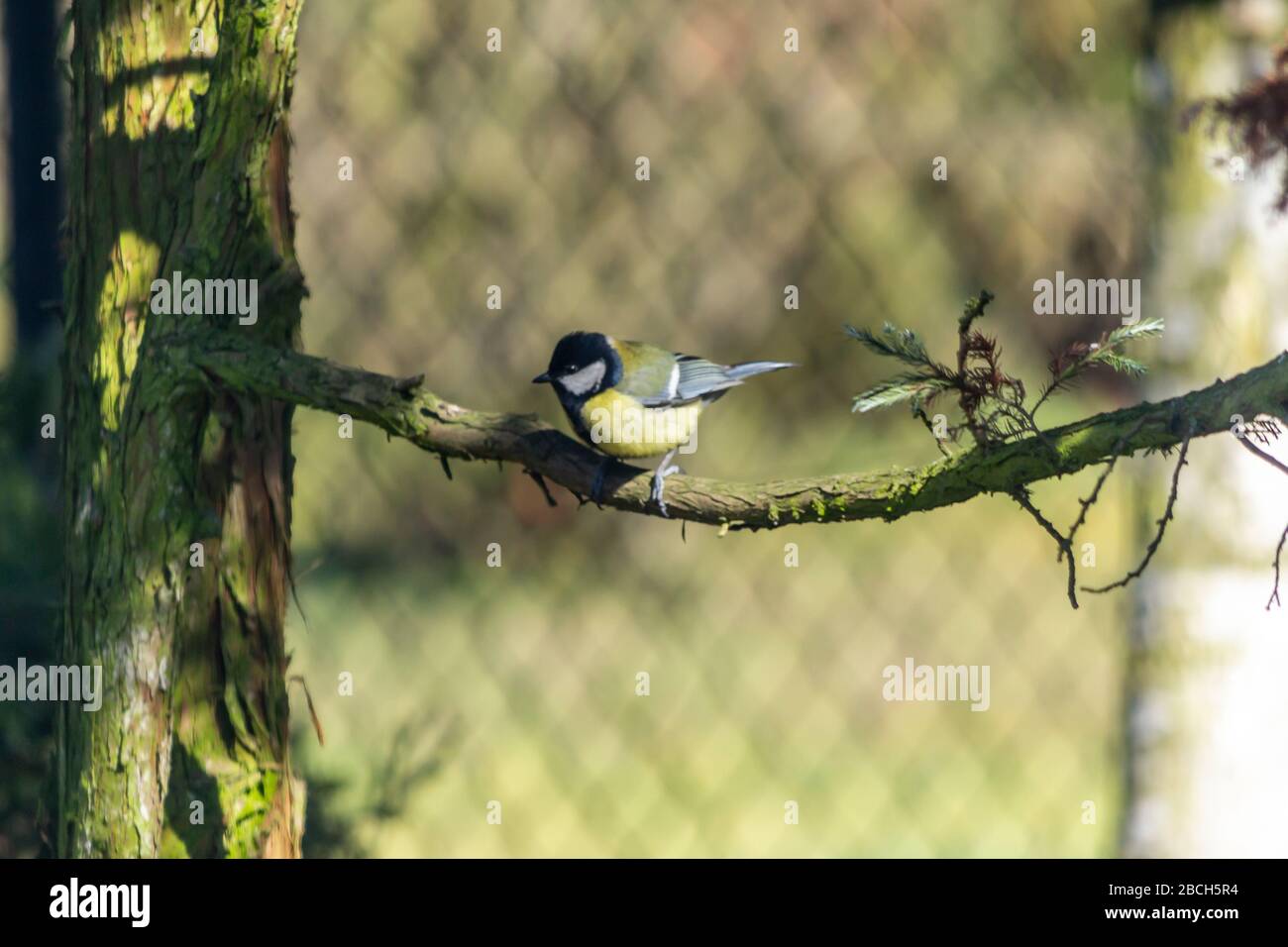 A titmouse - a family of passerine birds Stock Photo - Alamy