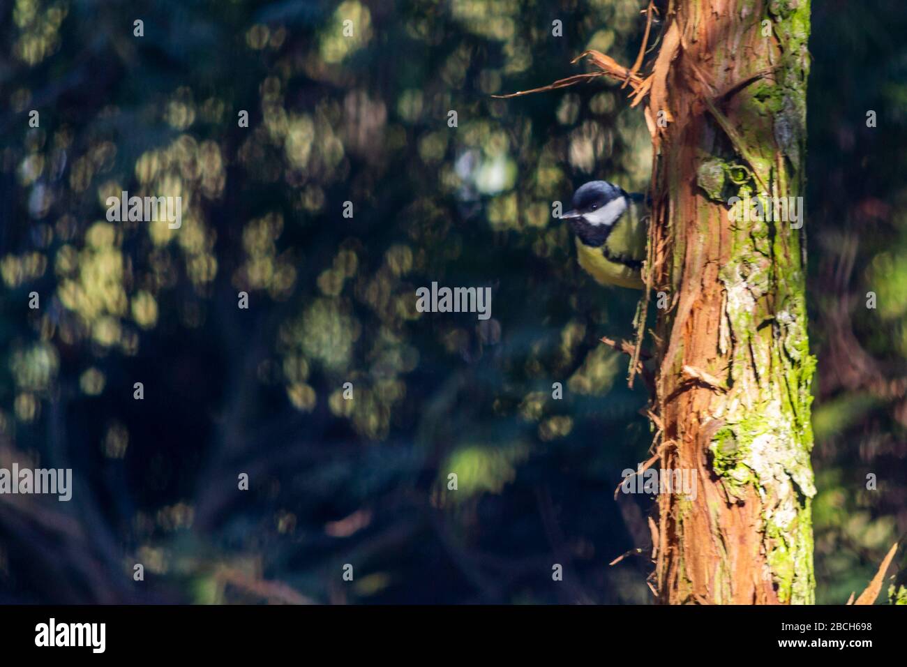A titmouse - a family of passerine birds Stock Photo - Alamy