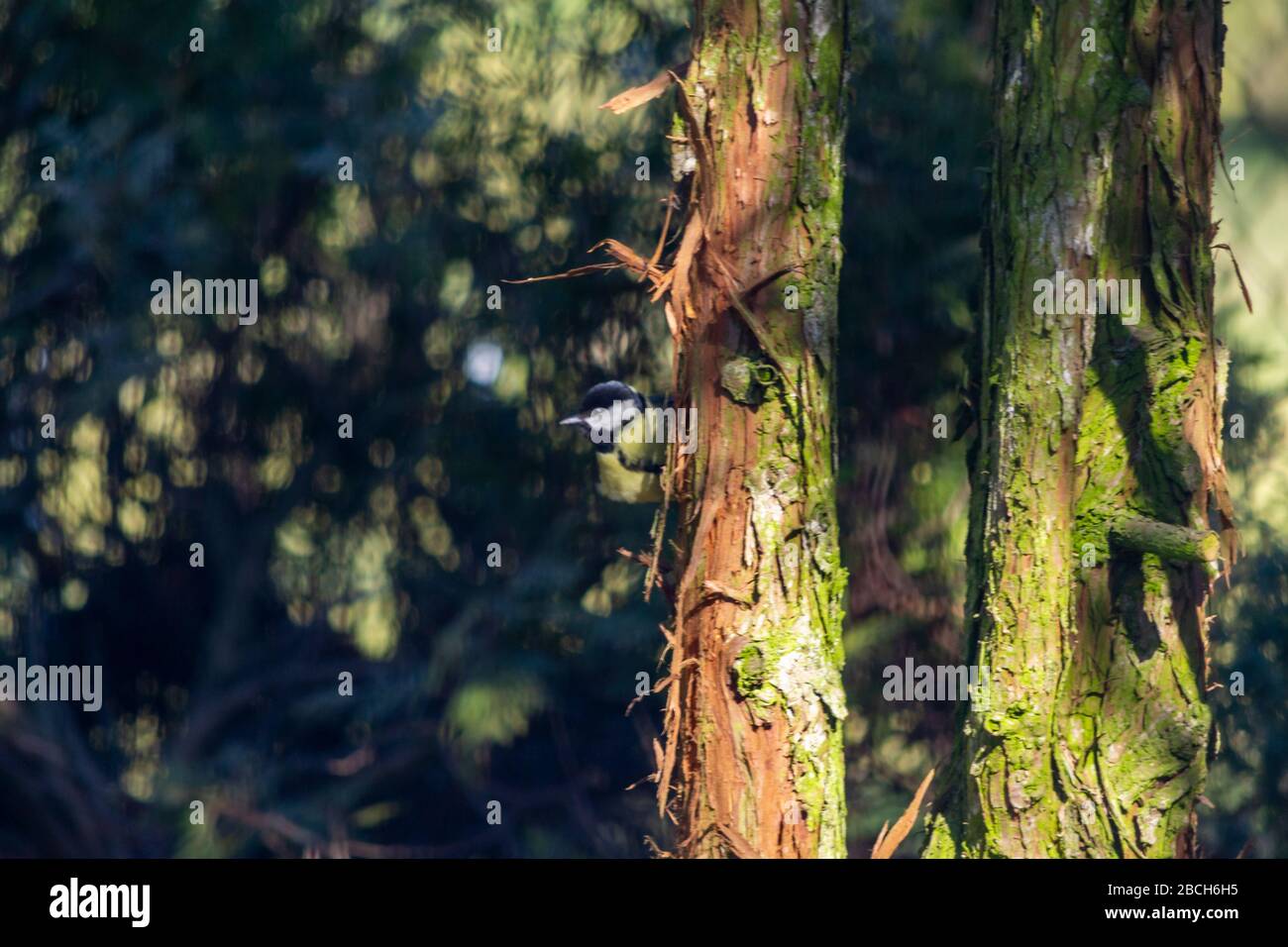 Titmouse family hi-res stock photography and images - Alamy