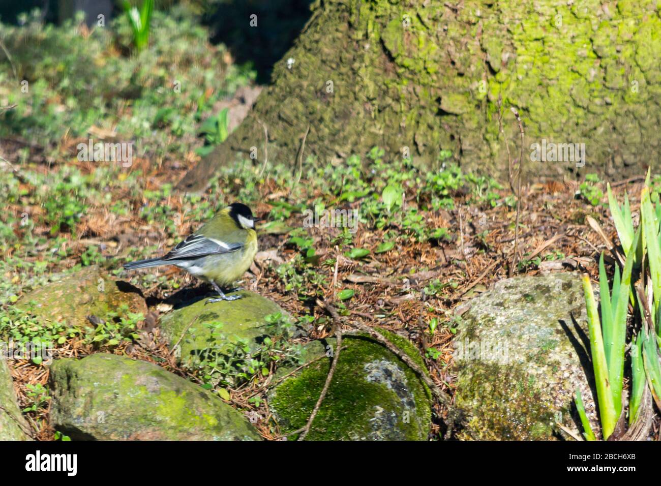 A titmouse - a family of passerine birds Stock Photo - Alamy