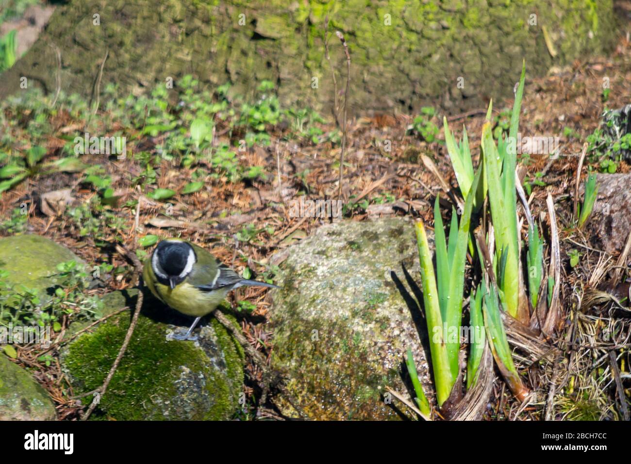 A titmouse - a family of passerine birds Stock Photo - Alamy