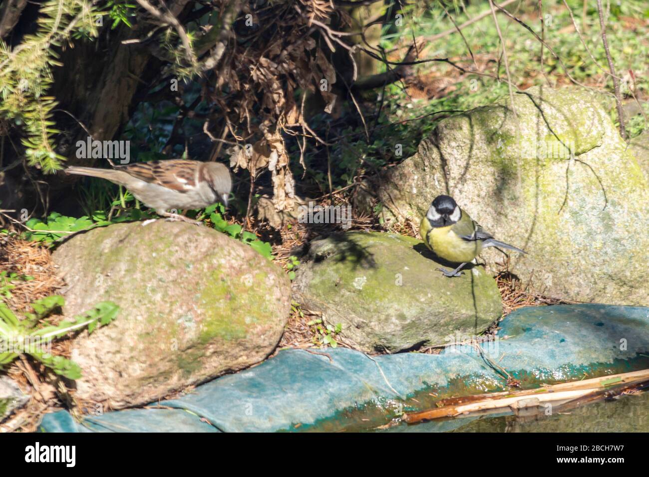 A titmouse - a family of passerine birds Stock Photo - Alamy