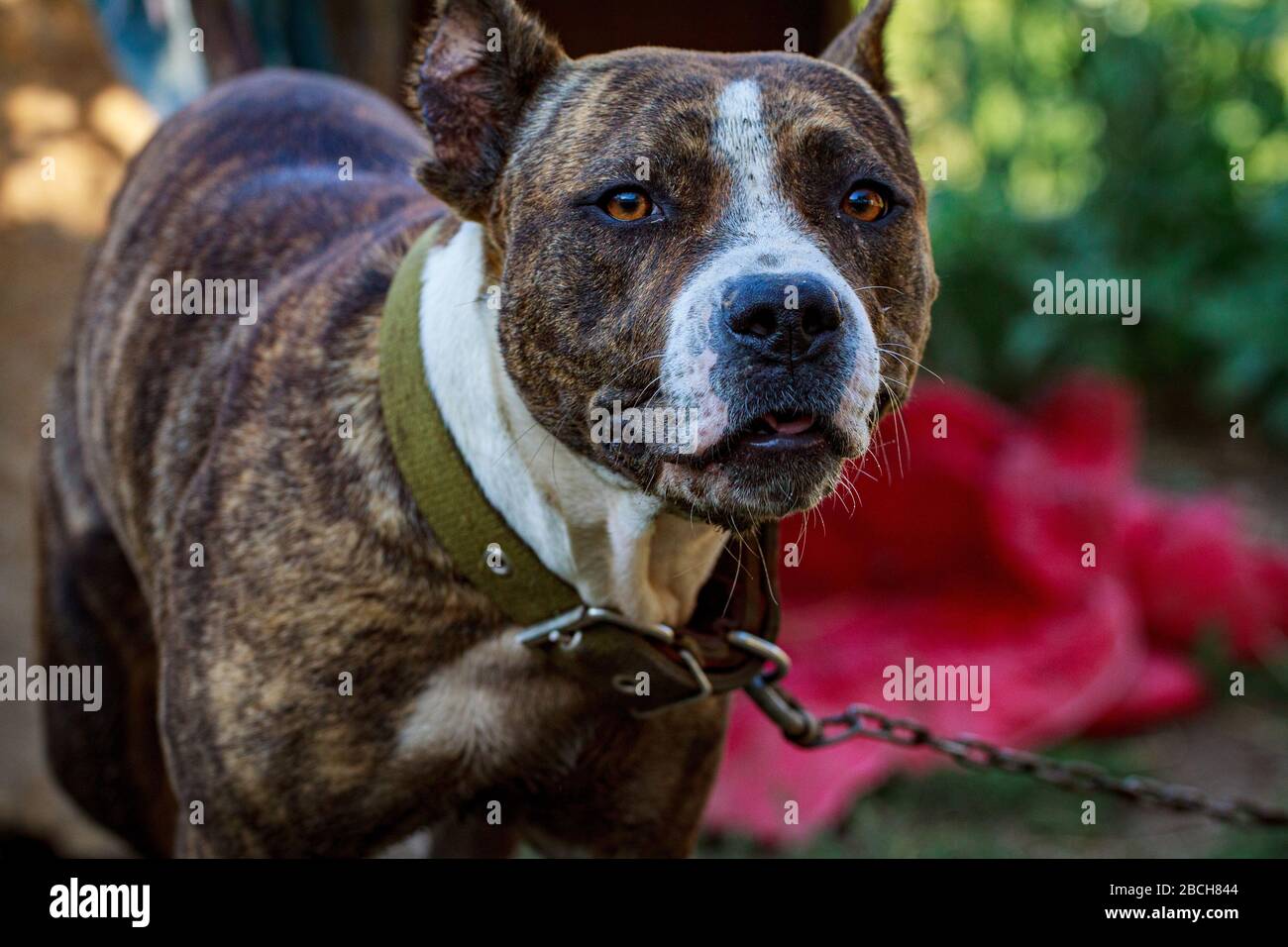 Muzzle of a large evil guard dog with large teeth close-up. The open ...