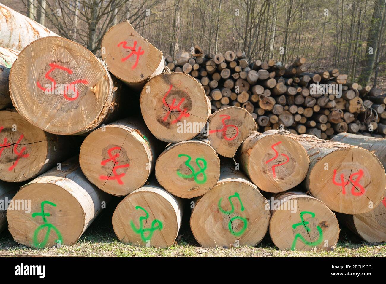Wooden pile of natural logs with number in the forest Stock Photo - Alamy