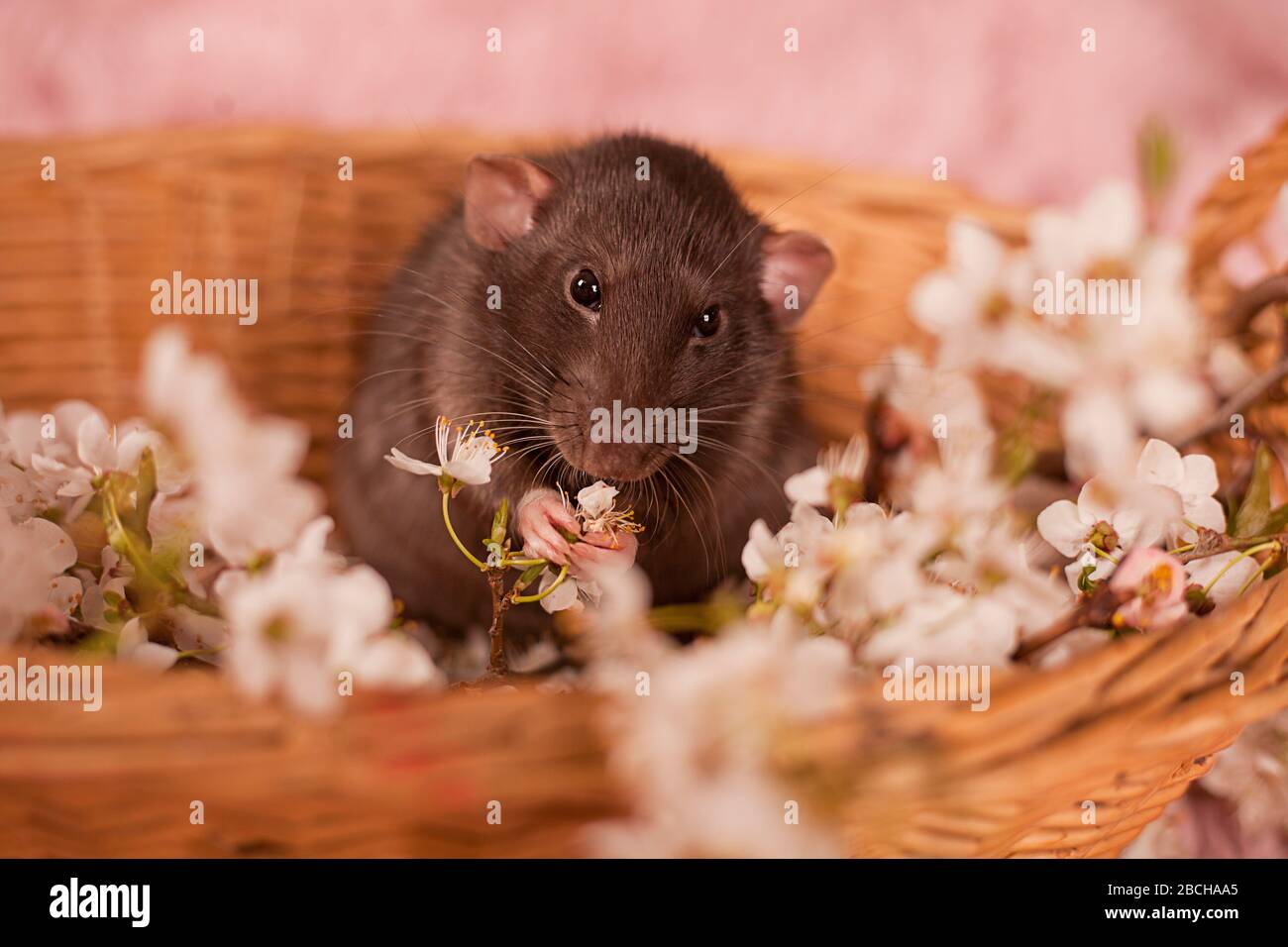 cute Rat black color with flowers gypsophila Stock Photo - Alamy