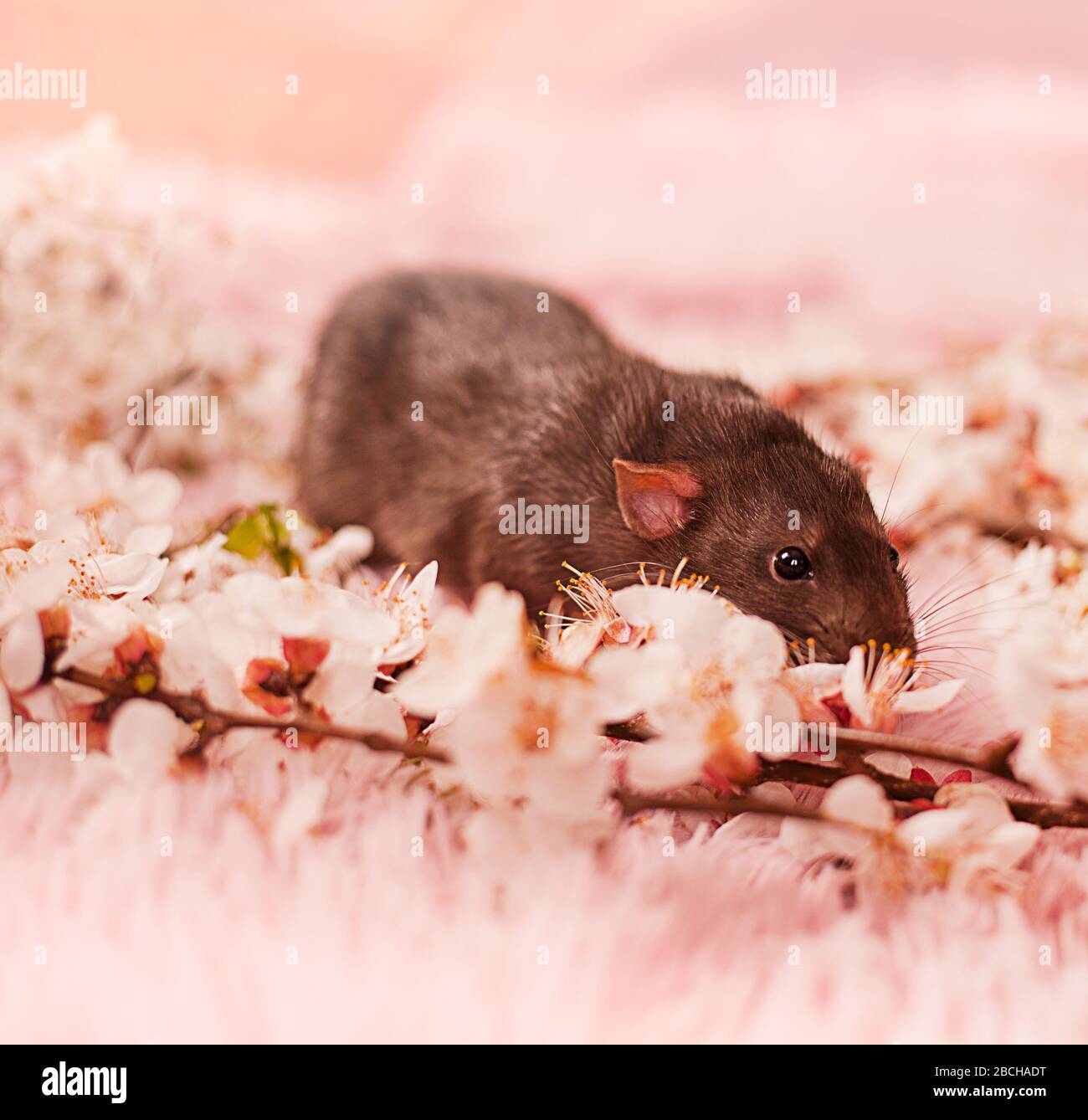 cute Rat black color with flowers gypsophila Stock Photo - Alamy
