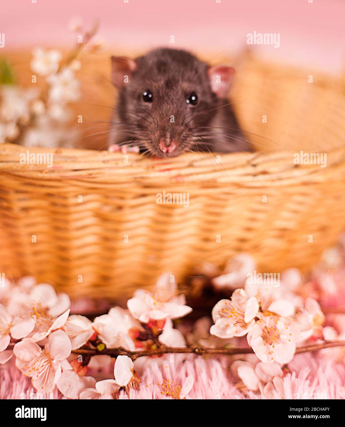 cute Rat black color with flowers gypsophila Stock Photo - Alamy
