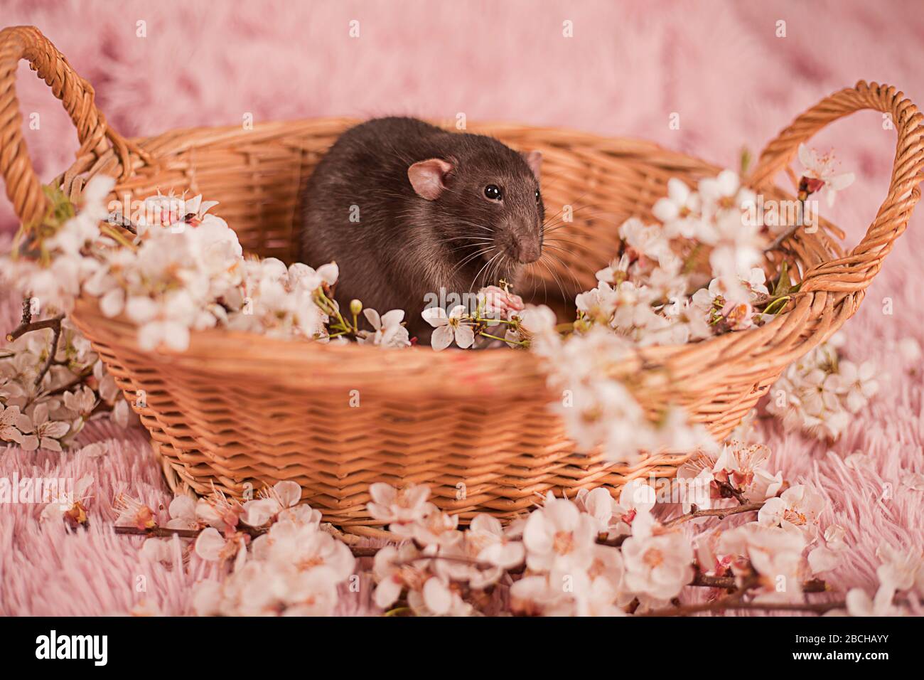 cute Rat black color with flowers gypsophila Stock Photo - Alamy