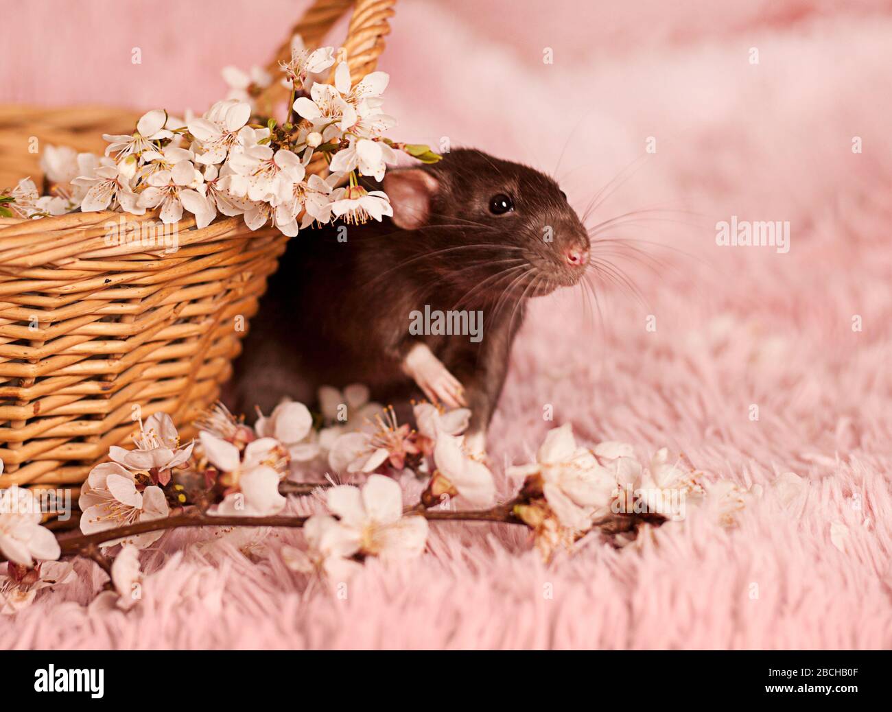 cute Rat black color with flowers gypsophila Stock Photo - Alamy