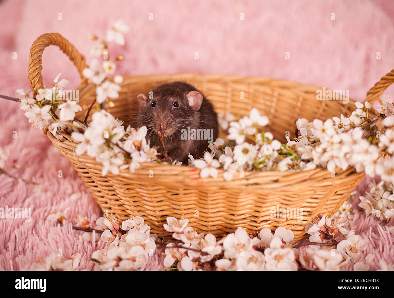 cute Rat black color with flowers gypsophila Stock Photo - Alamy