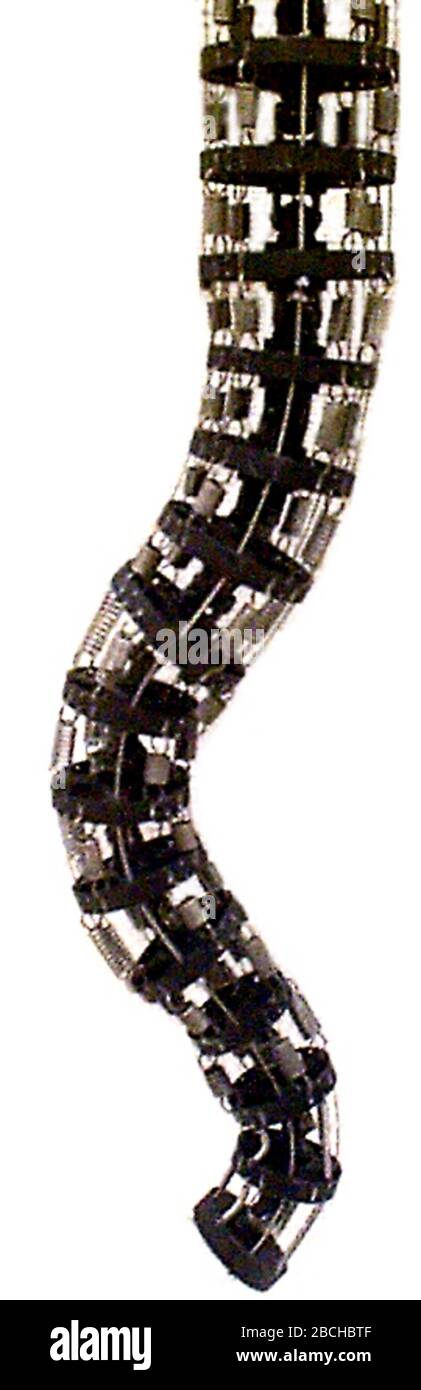 English labs hi-res stock photography and images - Alamy