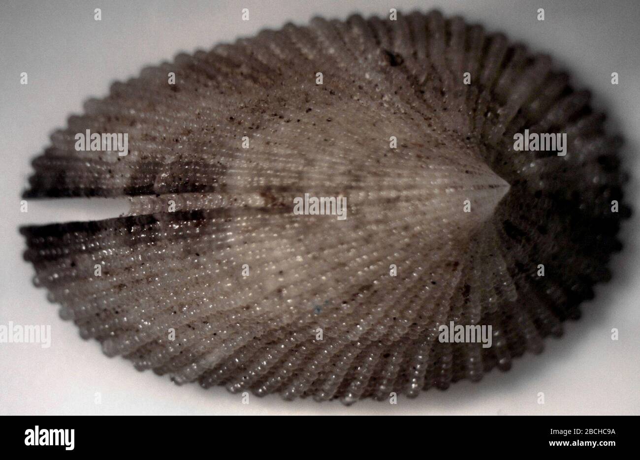 Jojan High Resolution Stock Photography and Images - Alamy