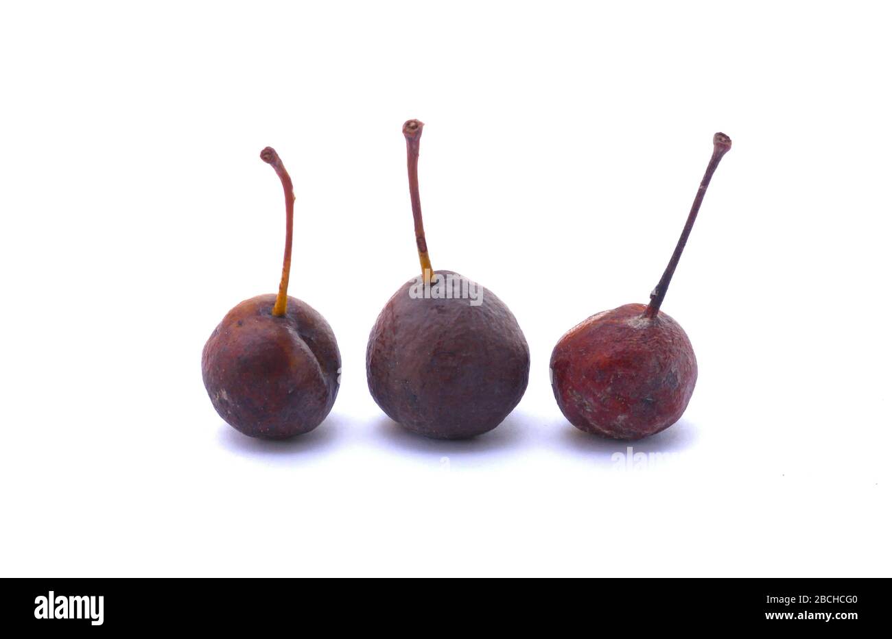 Rotten European wild pear on white background Stock Photo - Alamy
