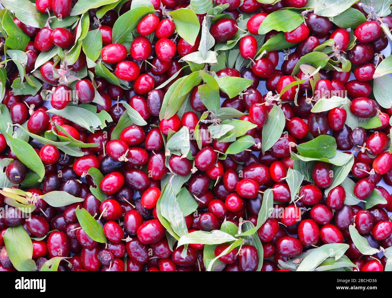 Ripe fruits of Cornelian cherries (Cornus mas) as a background Stock ...