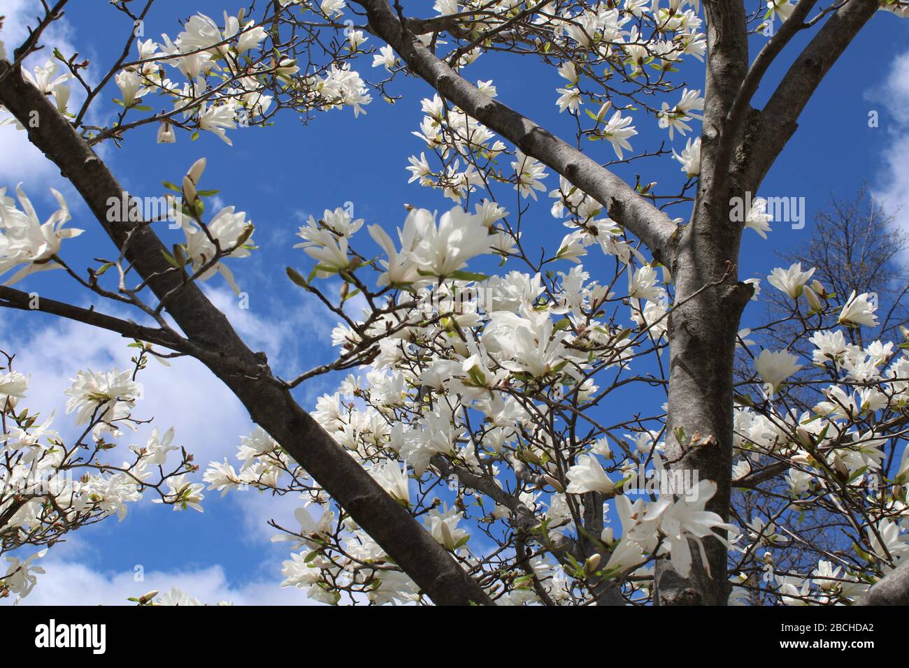 White Magnolias in Bloom - Part 3 Stock Photo - Alamy