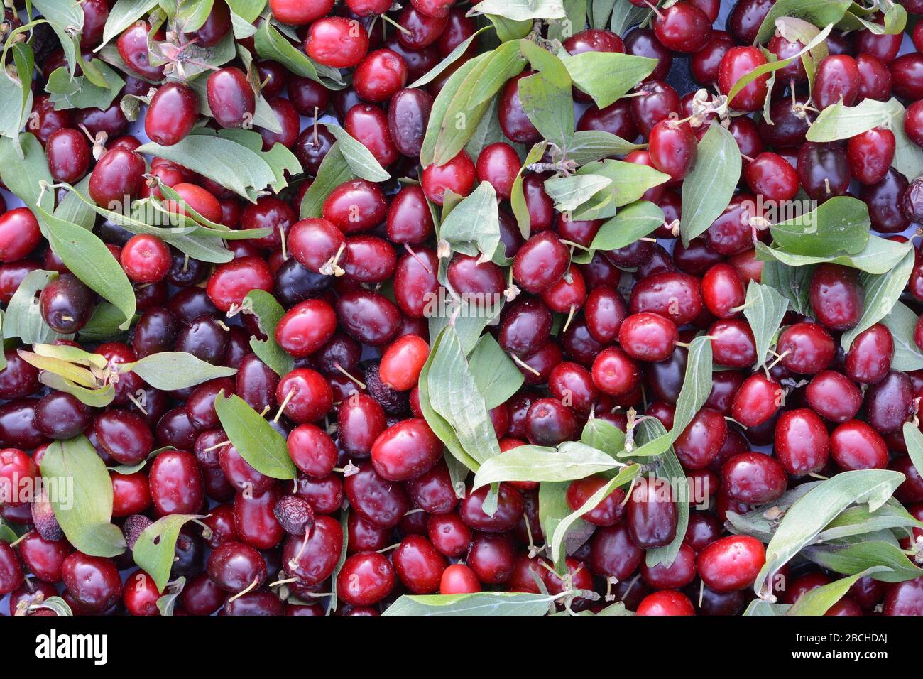 Ripe fruits of Cornelian cherries (Cornus mas) as a background Stock ...