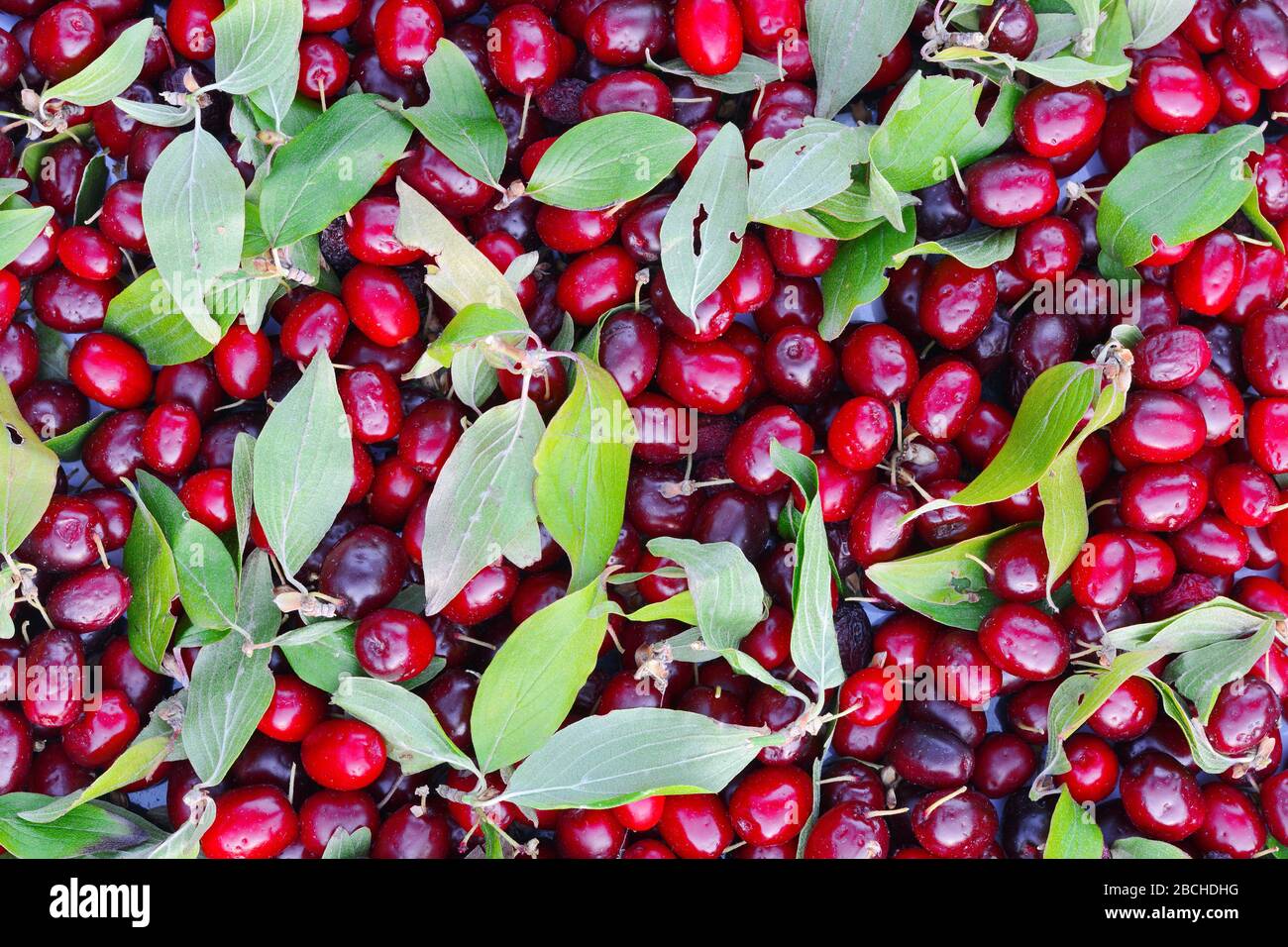 Ripe fruits of Cornelian cherries (Cornus mas) as a background Stock ...