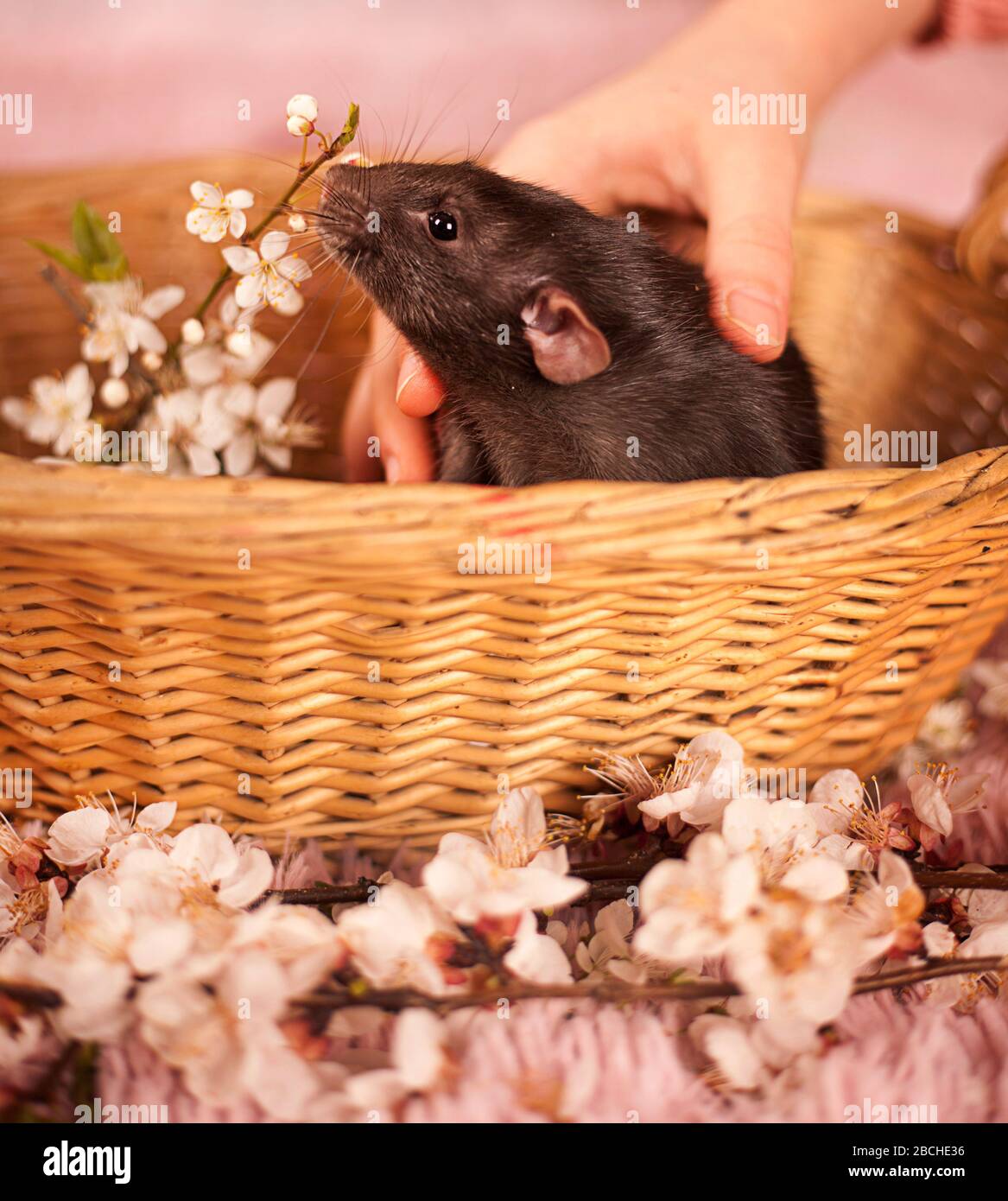 cute Rat black color with flowers gypsophila Stock Photo - Alamy