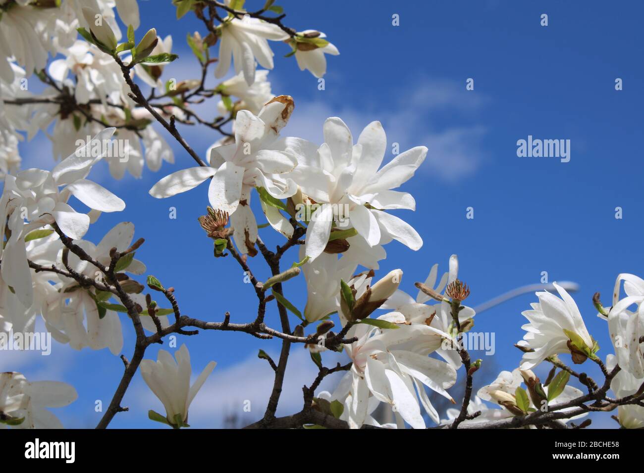 Magnolias black beauty hi-res stock photography and images - Alamy