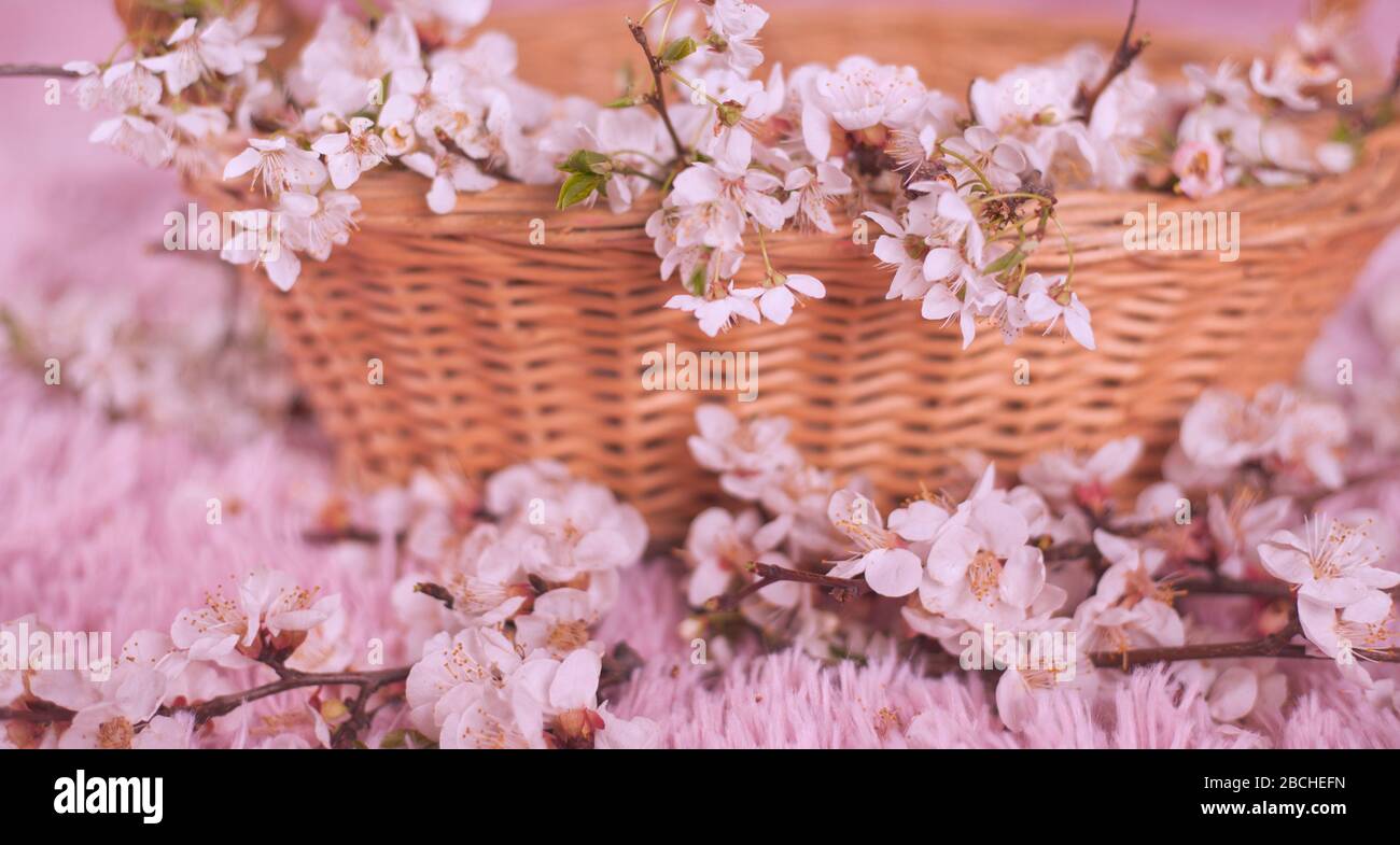 cute Rat black color with flowers gypsophila Stock Photo - Alamy