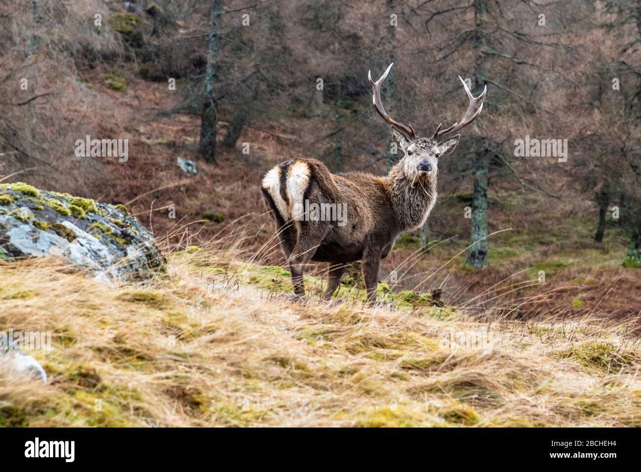 Typical scottish hi-res stock photography and images - Alamy