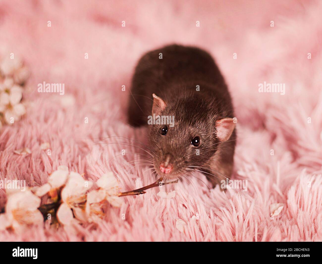 cute Rat black color with flowers gypsophila Stock Photo - Alamy