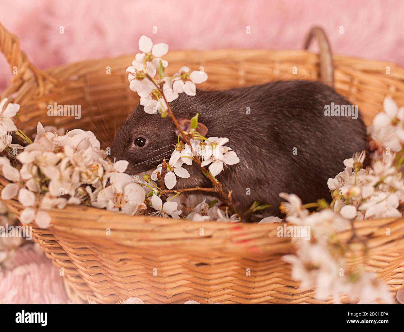 cute Rat black color with flowers gypsophila Stock Photo - Alamy