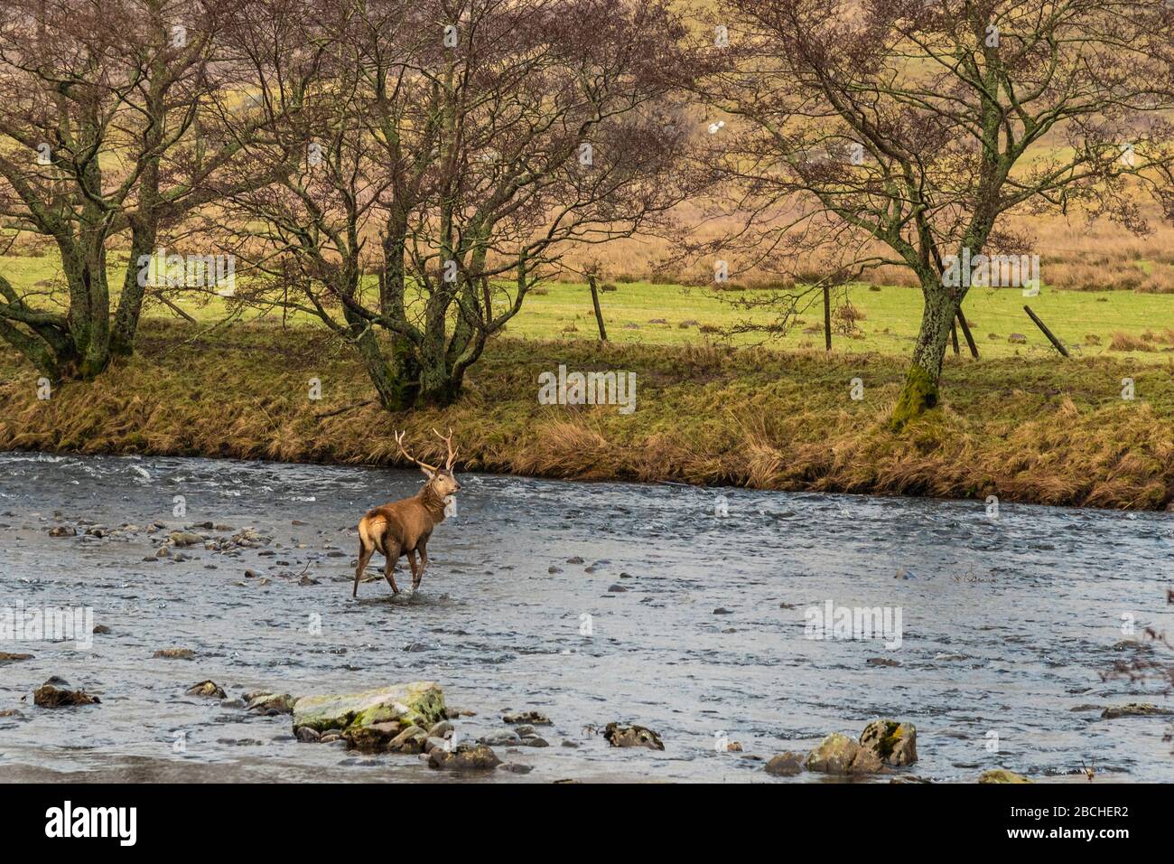 Scottish deer in landscape hi-res stock photography and images - Alamy