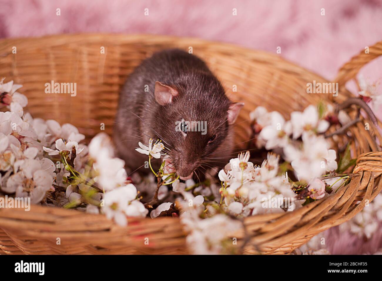 cute Rat black color with flowers gypsophila Stock Photo - Alamy