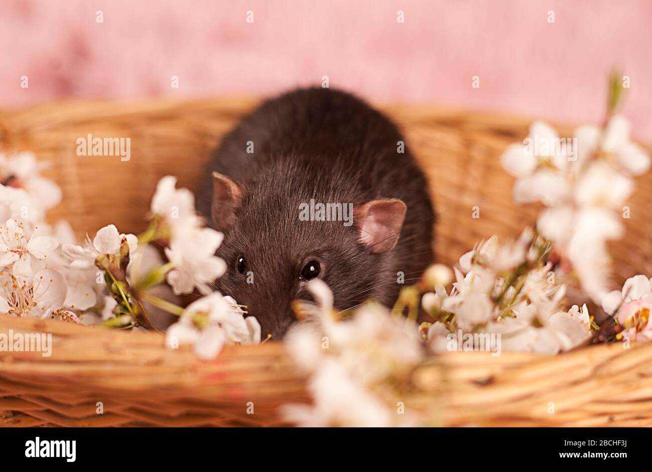 Black rat free hi-res stock photography and images - Alamy
