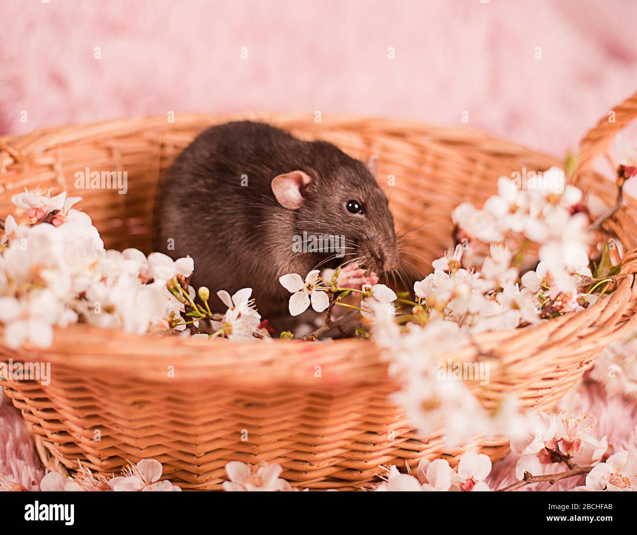 cute Rat black color with flowers gypsophila Stock Photo - Alamy