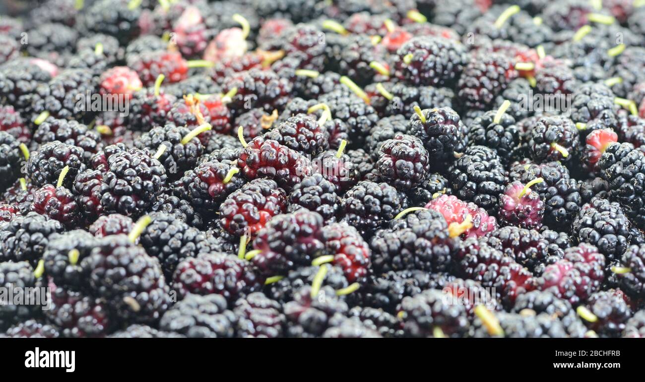 Ripe mulberries background. Mulberry - Morus - healthy fruit close up ...