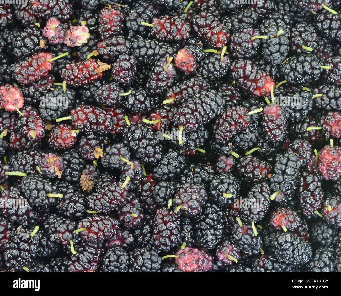 Ripe mulberries background. Mulberry - Morus - healthy fruit close up ...