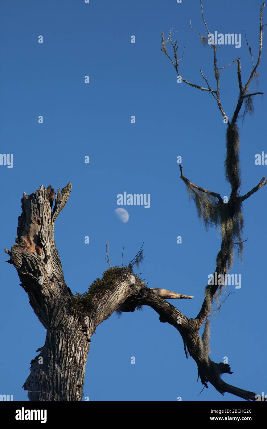 Moon and tree branches hi-res stock photography and images - Alamy