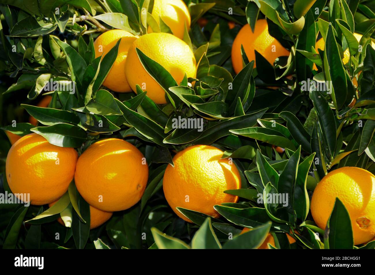 California oranges growing on tree hi-res stock photography and images ...