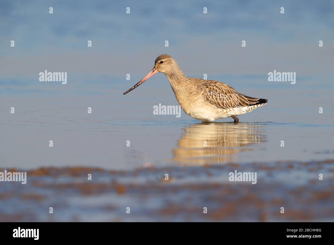 Wader godwit bar tailed godwit bar tailed godwit winter plumage hi-res ...