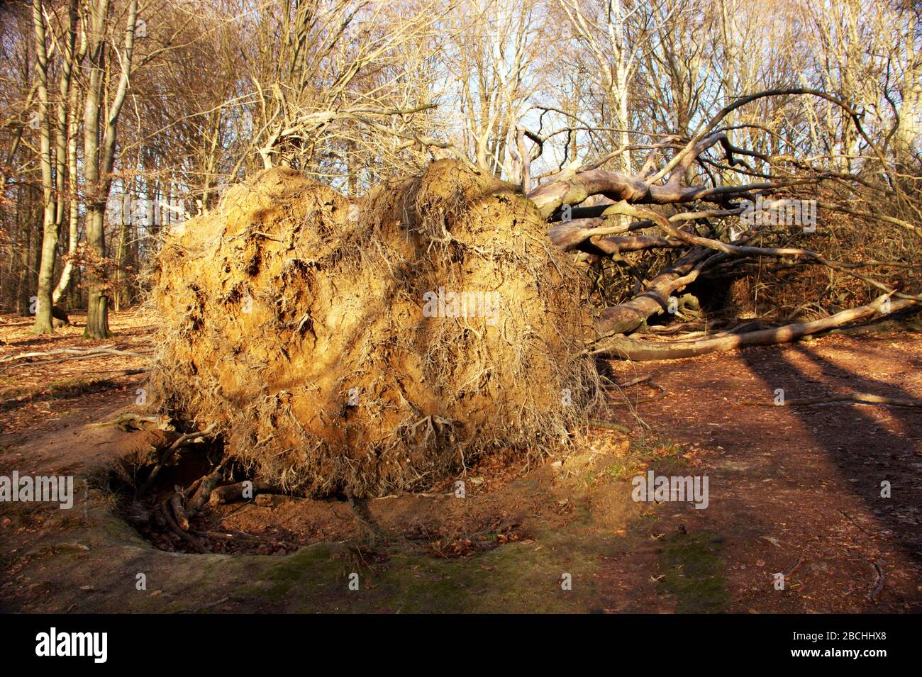 Root system of an overturned multi-stemmed beech in the Sababurg ...