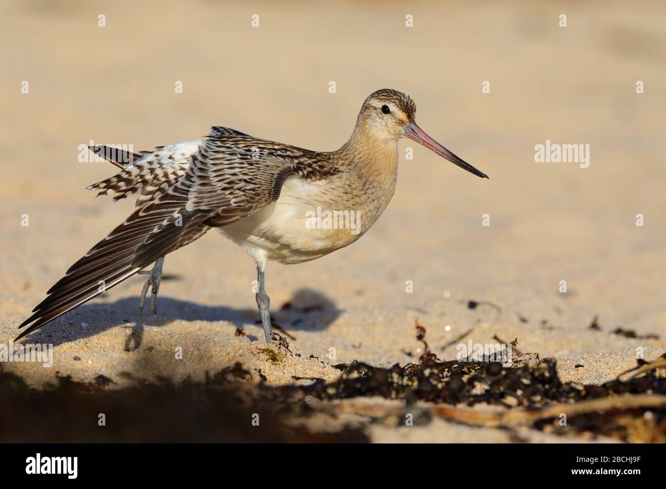 A juvenile Bar-tailed Godwit (Limosa lapponica) on a beach on St Mary's ...