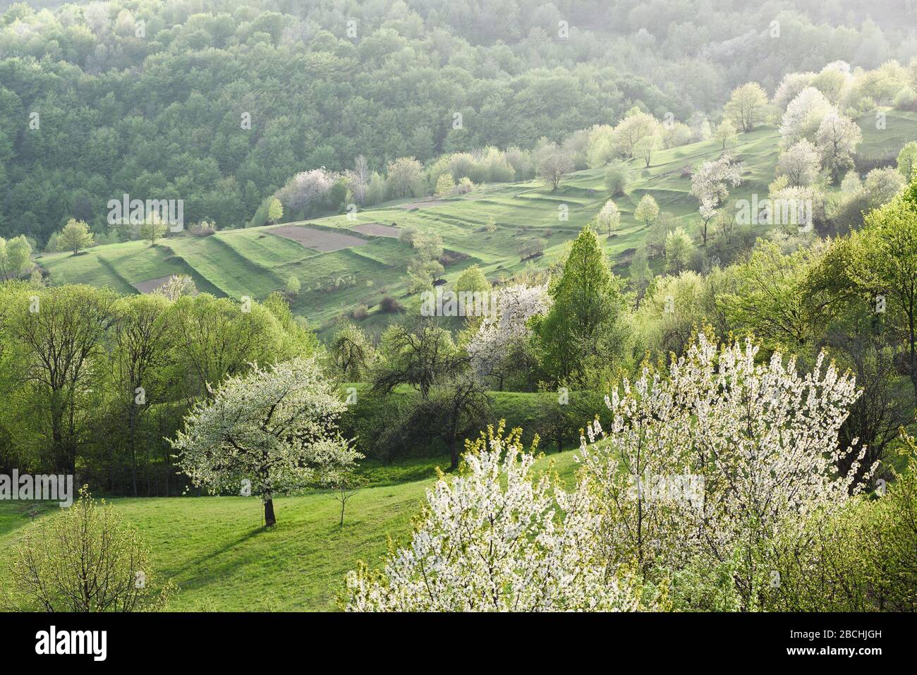 Spring flowering cherry trees on green rural hills. Beautiful landscape ...