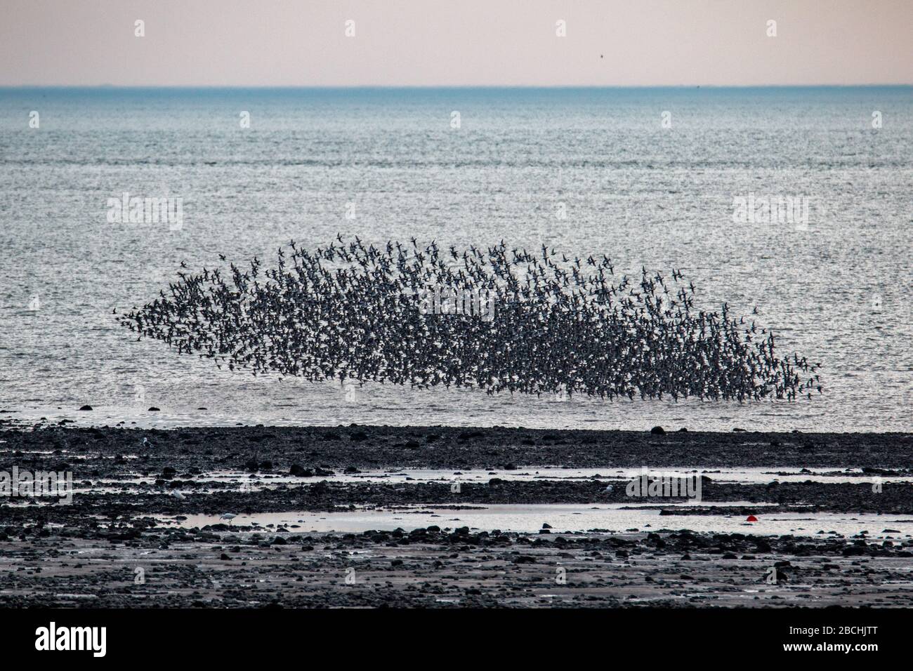 Morecambe Bay Lancashire, United Kingdom. 4th Apr, 2020. Dunlins ...