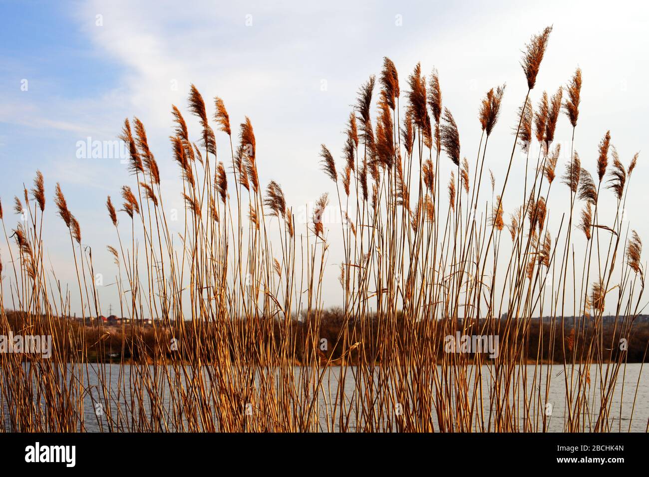 Reeds near beautiful lake hi-res stock photography and images - Alamy