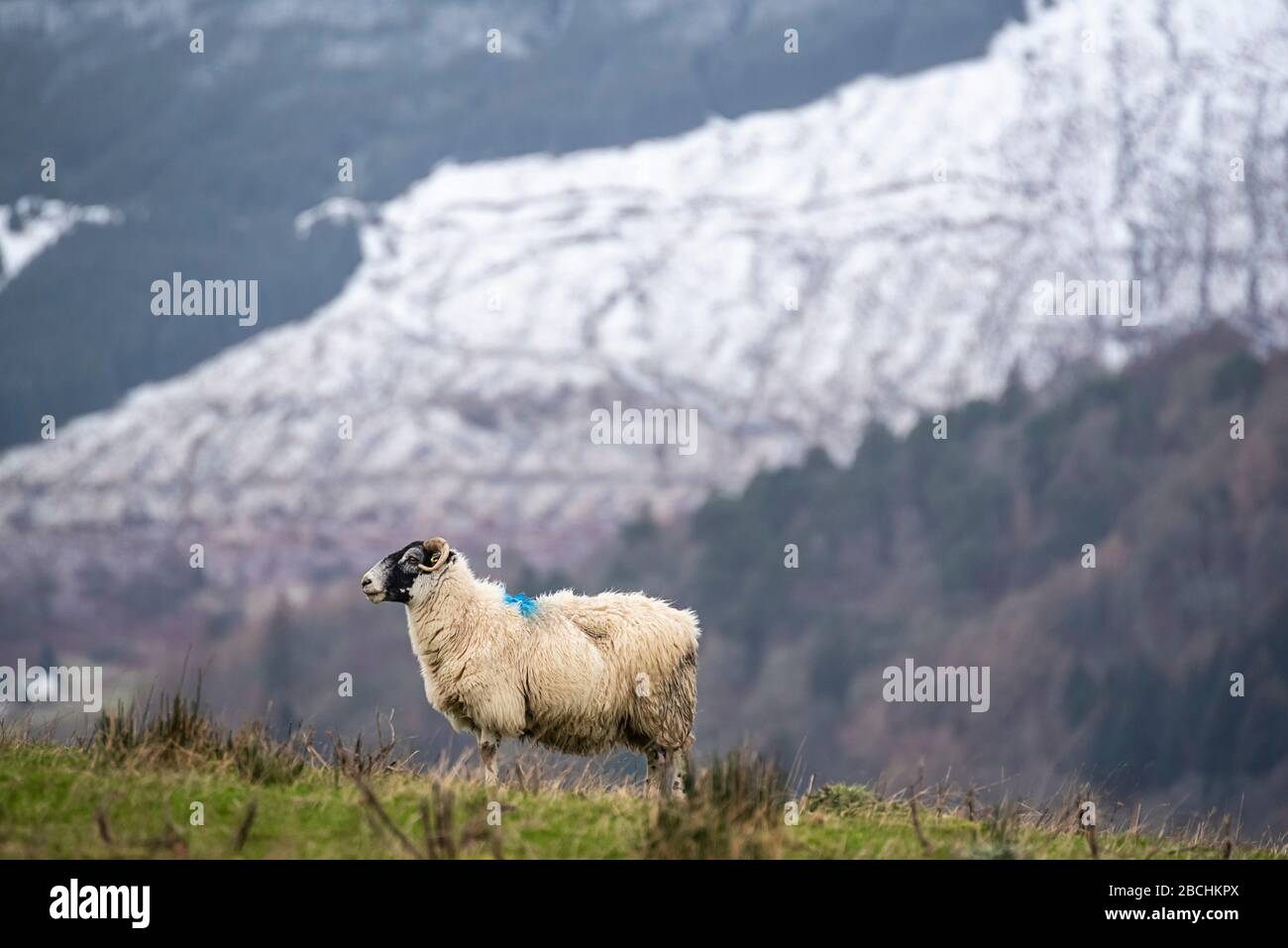 Scottish sheep on pasture, Highlands, Scotland Stock Photo - Alamy