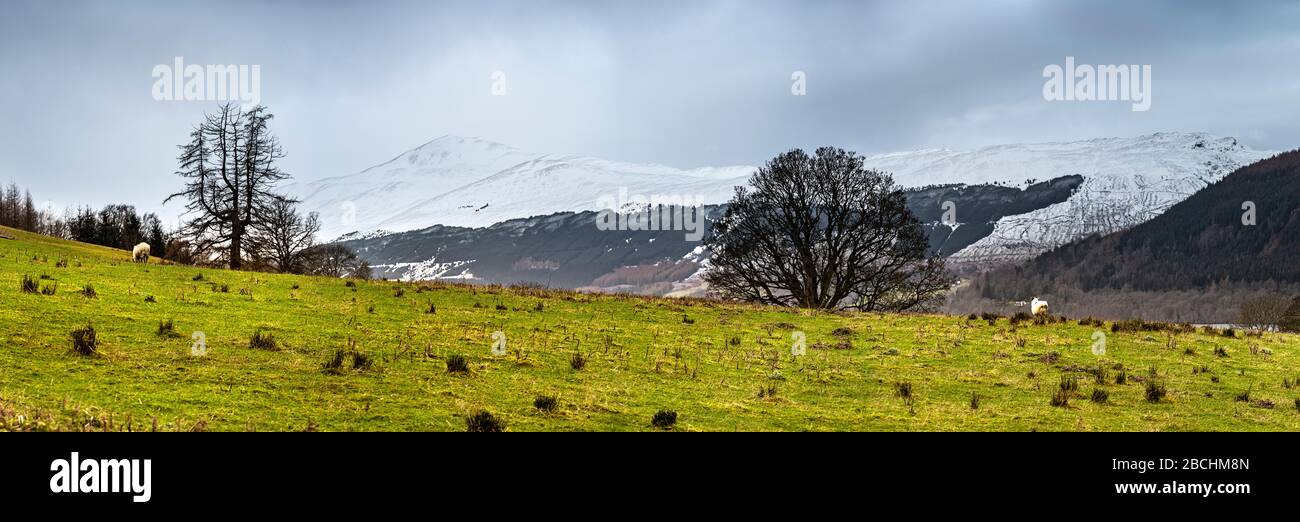 Sheep scotland highlands scotland hi-res stock photography and images ...