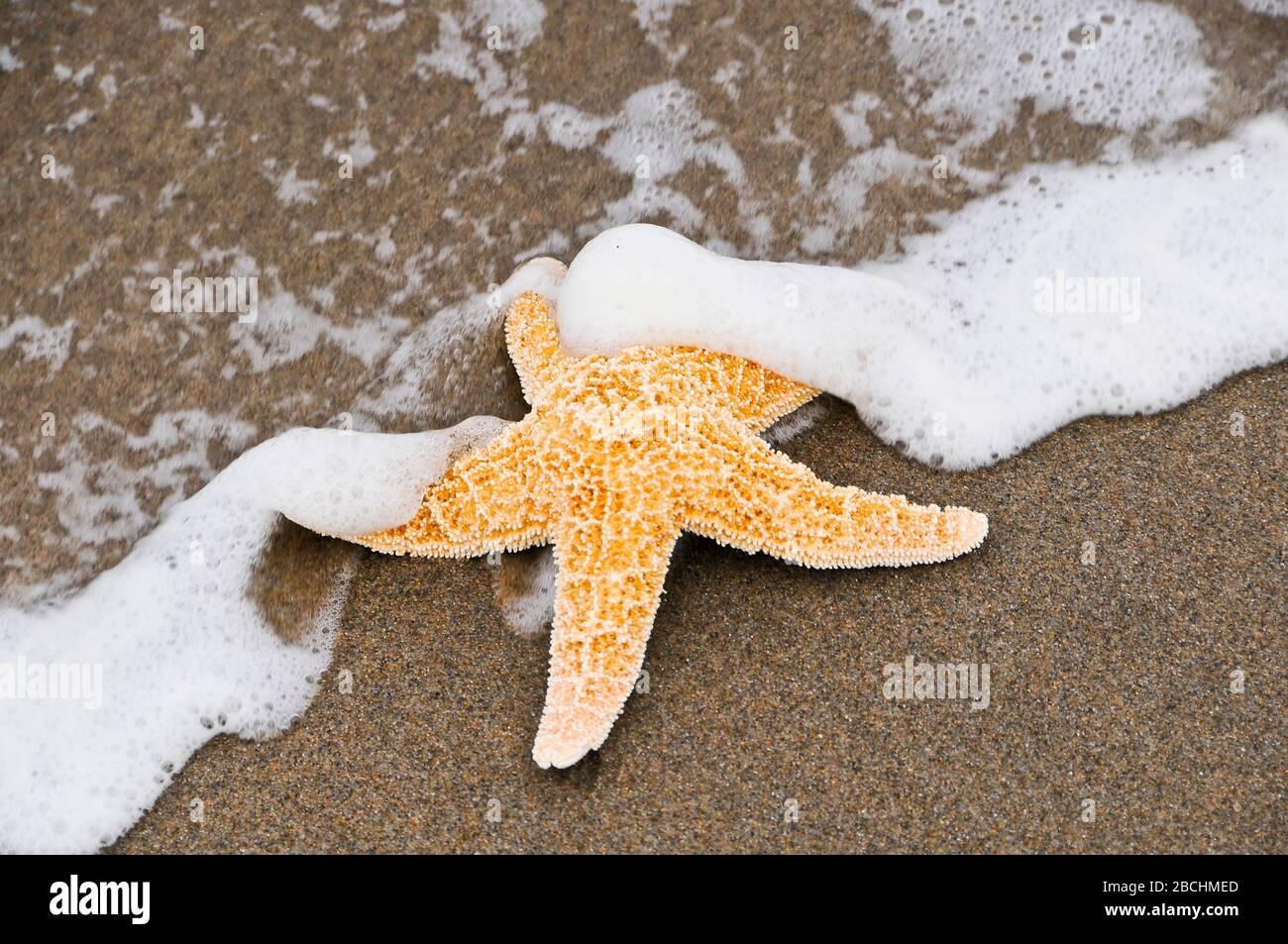 Sea Star on Beach Stock Photo - Alamy