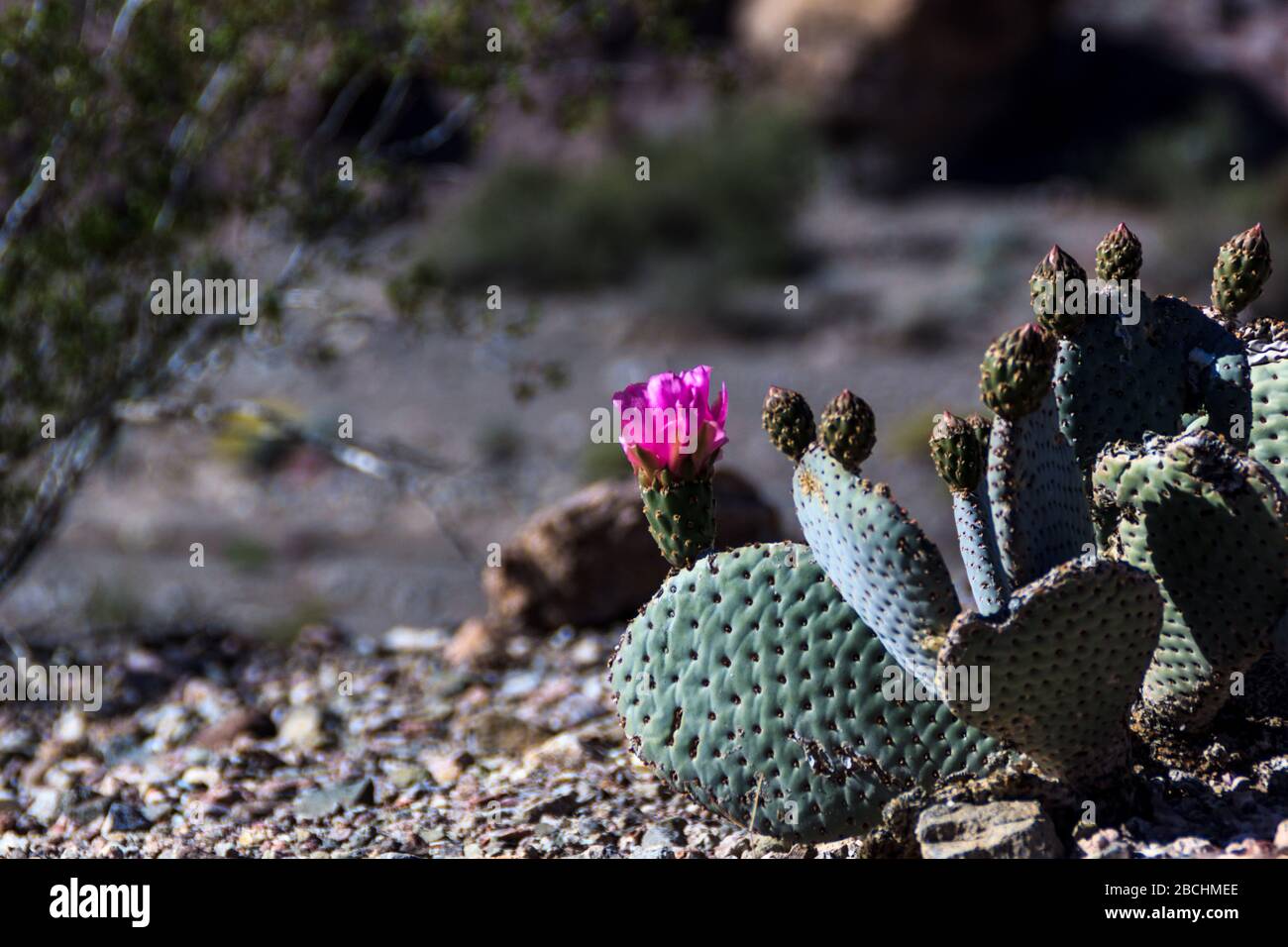 Sagebrush flower nevada hi-res stock photography and images - Alamy