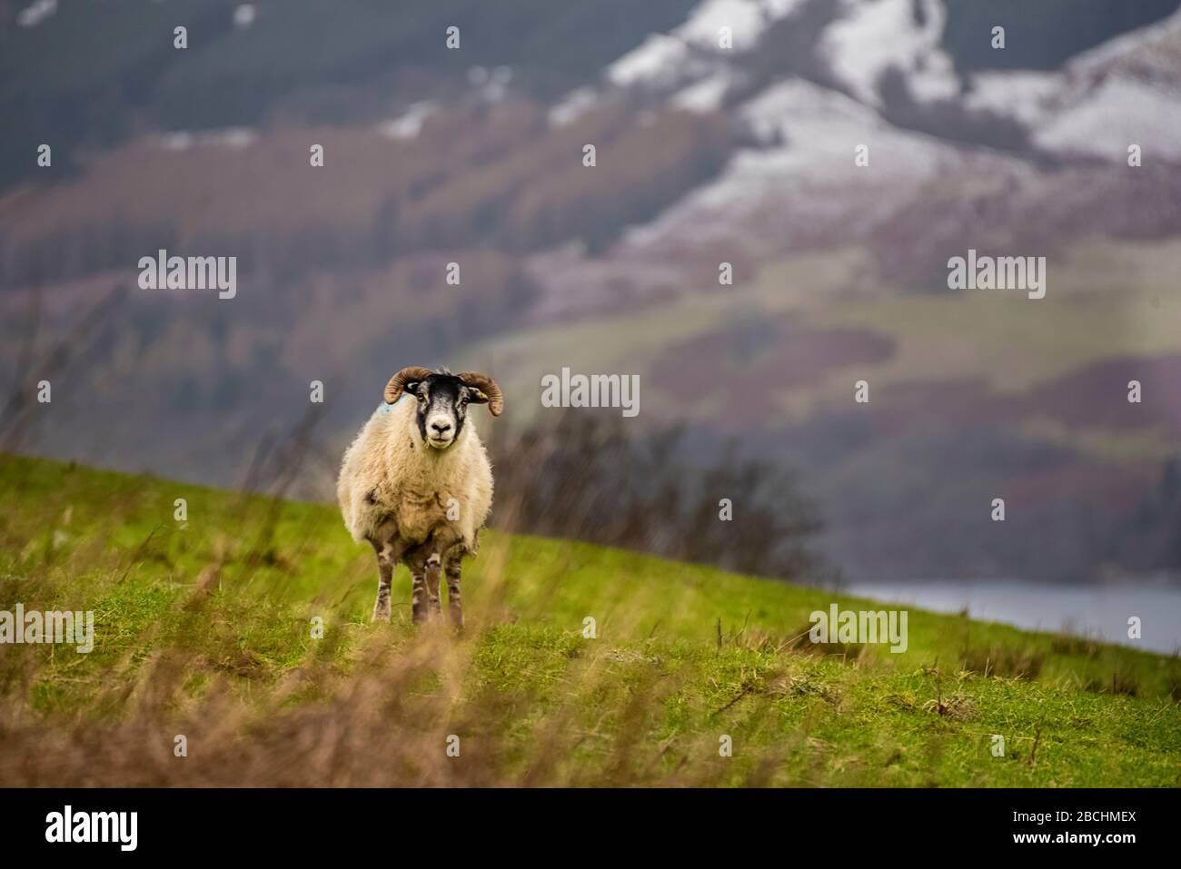 Scottish sheep pasture hi-res stock photography and images - Alamy