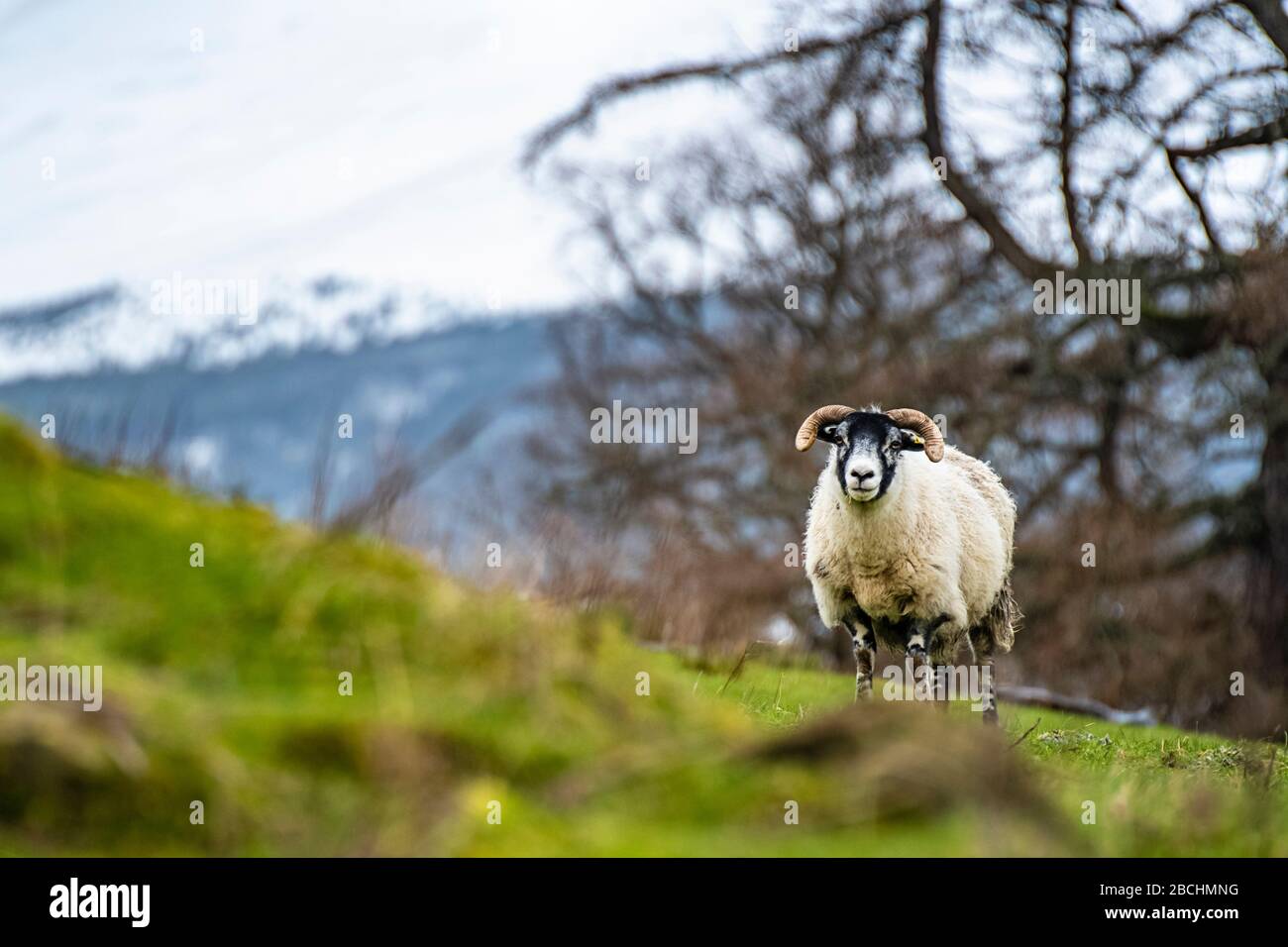 Scottish sheep on pasture, Highlands, Scotland Stock Photo - Alamy