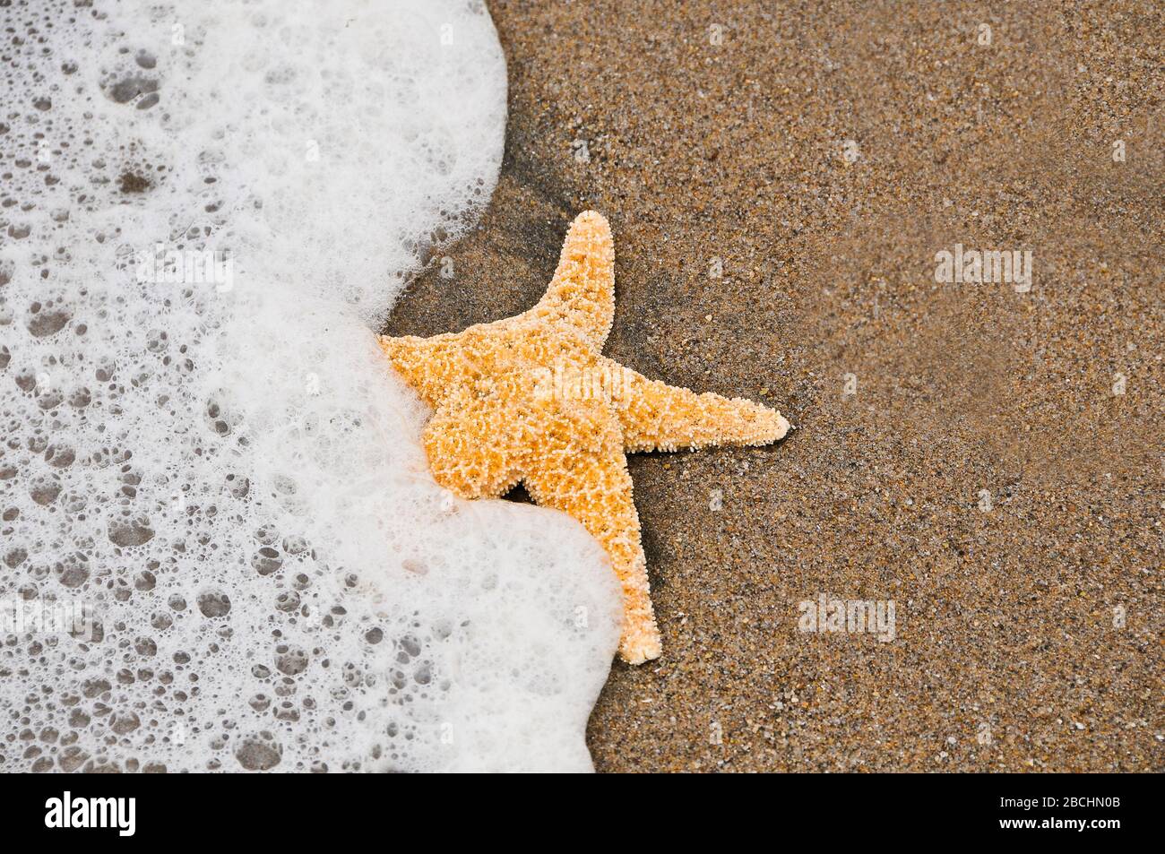Sea Star on Beach Stock Photo - Alamy