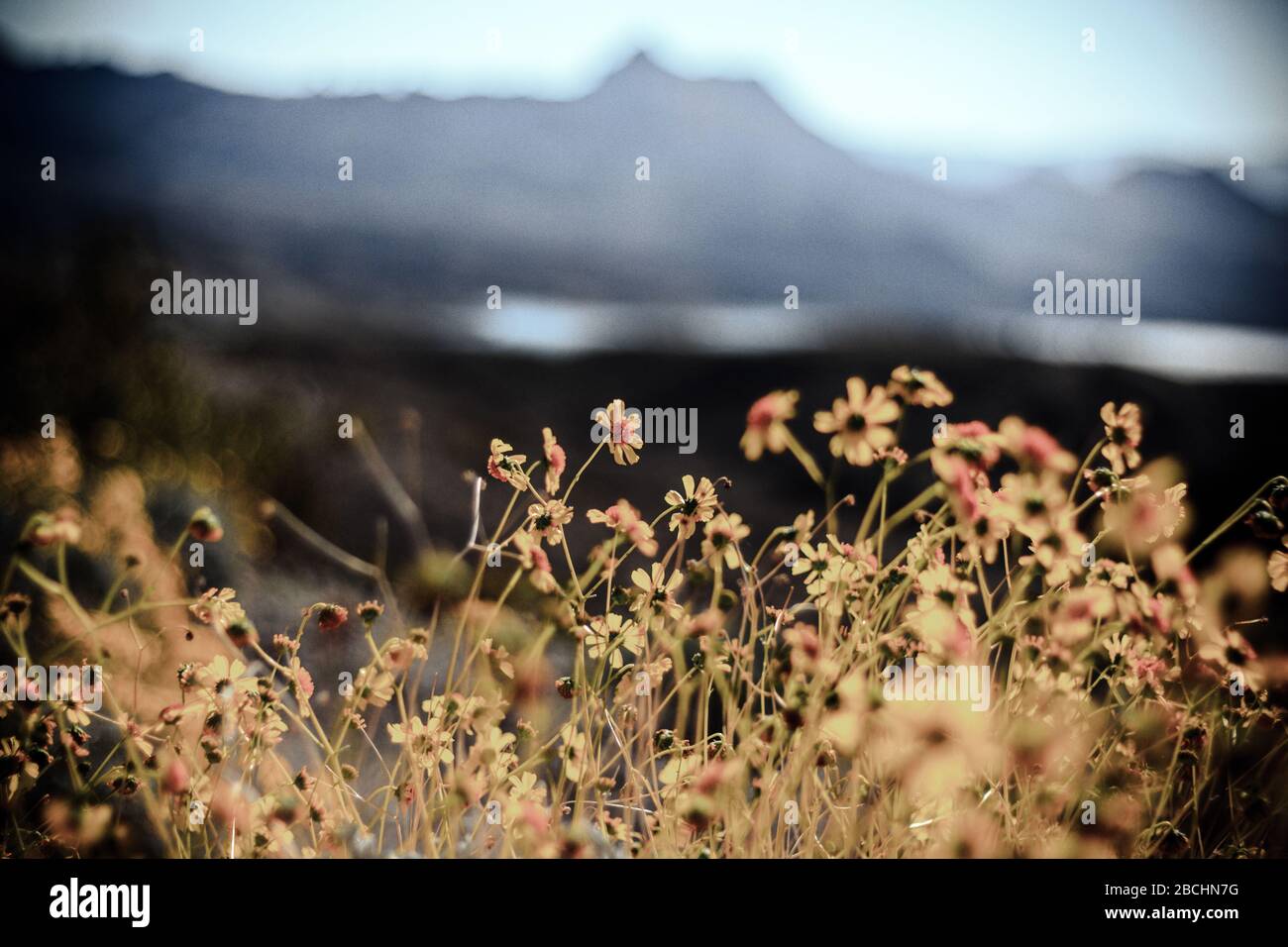 Encelia farinosa, brittlebush, yellow wildflowers of Nevada desert ...